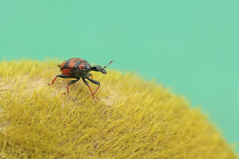 A Giraffe Weevil is Looking for Food on Moss-covered Ground. Stock ...