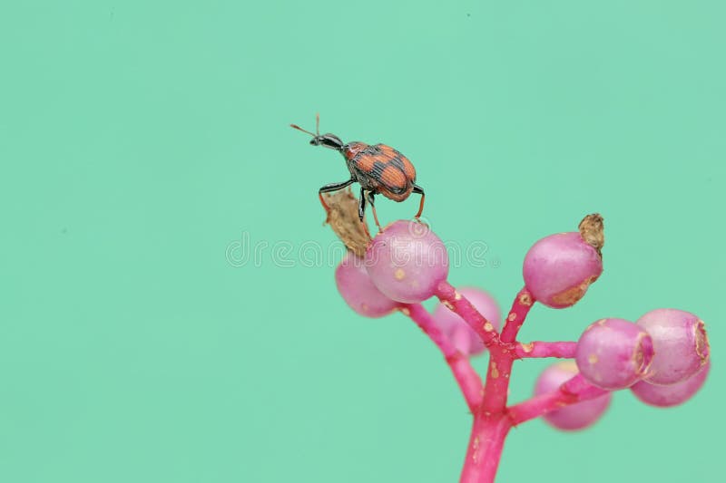 A Giraffe Weevil is Looking for Food on Wild Fruit Plants. Stock Photo ...