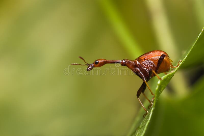 Giraffe Weevil Side View stock photo. Image of leaf, close - 7966246