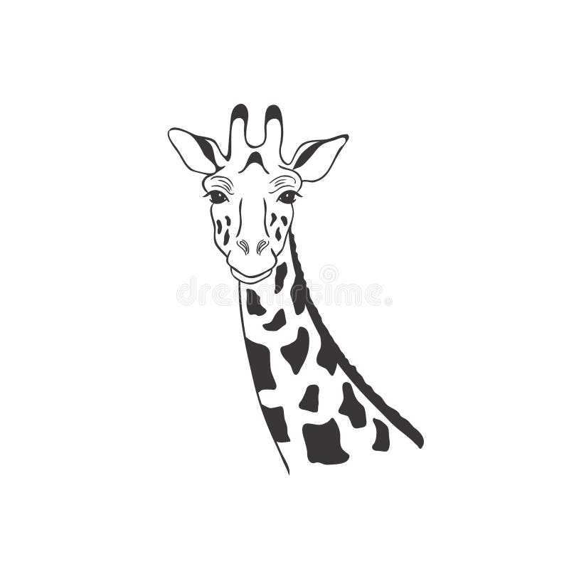 Giraffe on White Background. Vector . Stock Illustration - Illustration ...