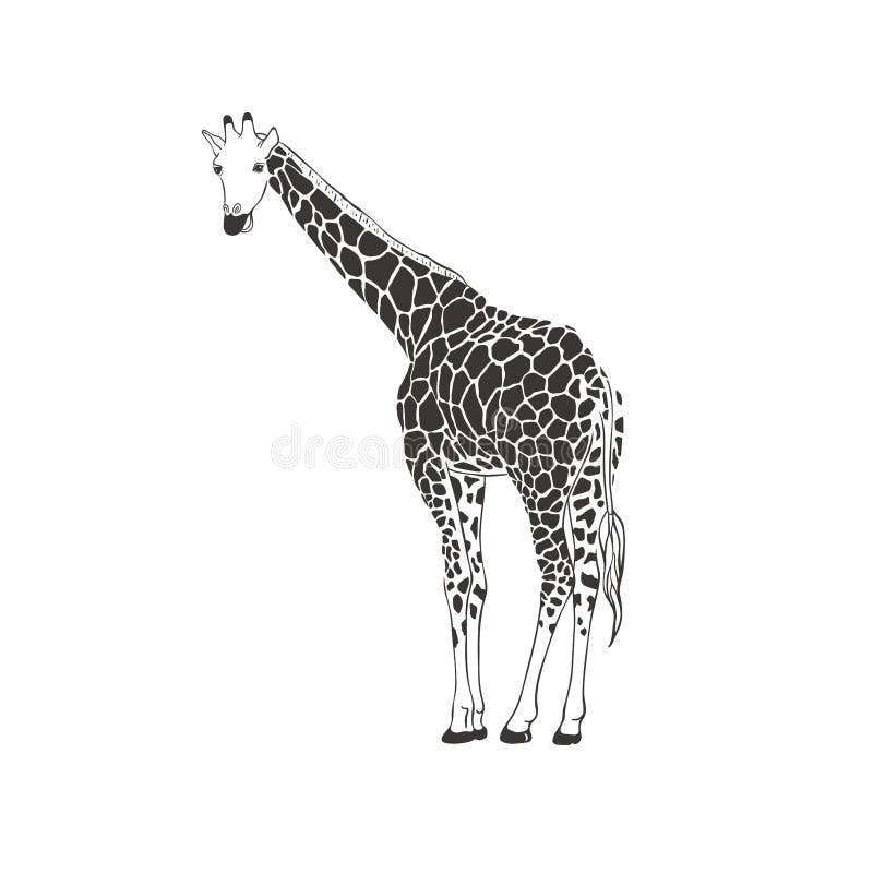 Giraffe on White Background. Vector . Stock Illustration - Illustration ...