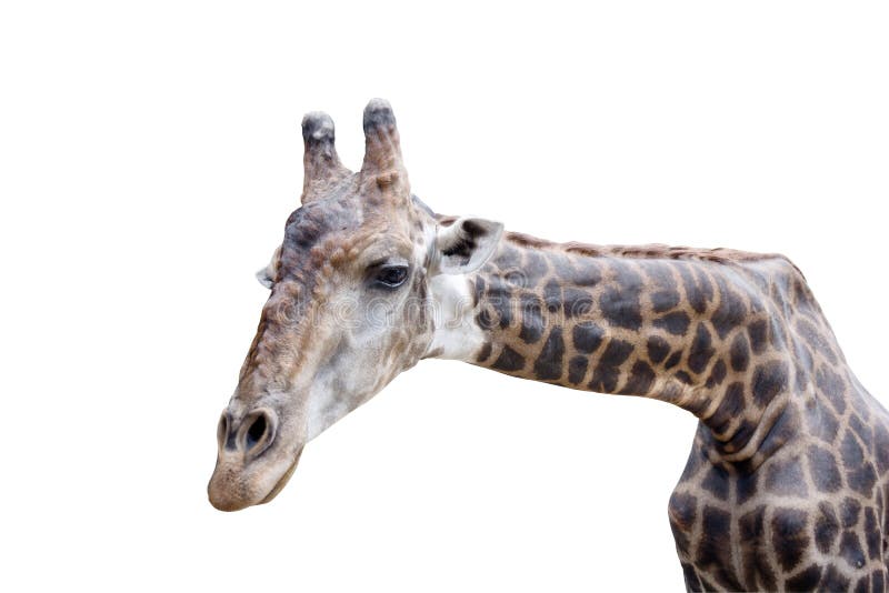 Wildlife Zoo Animals White Background Stock Photos - Download 13,146 ...