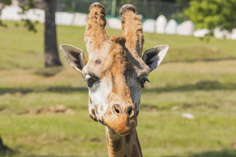 Giraffe in a Wildlife Reserve in Italy Stock Image - Image of ...