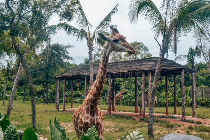 Giraffe in Wildlife Sanya Hainan China. Stock Photo - Image of brown ...
