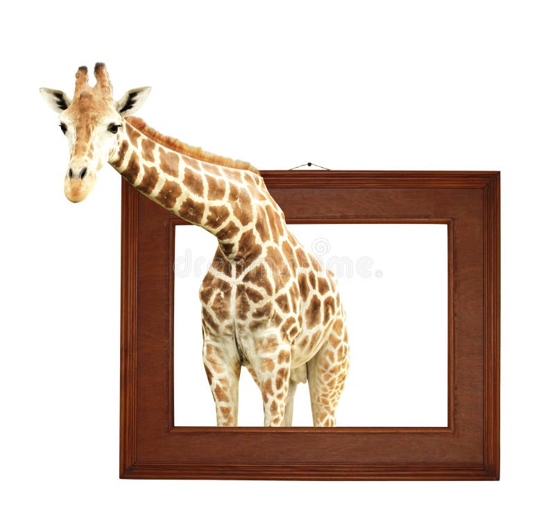 Giraffe in Wooden Frame with 3d Effect Stock Photo - Image of high ...