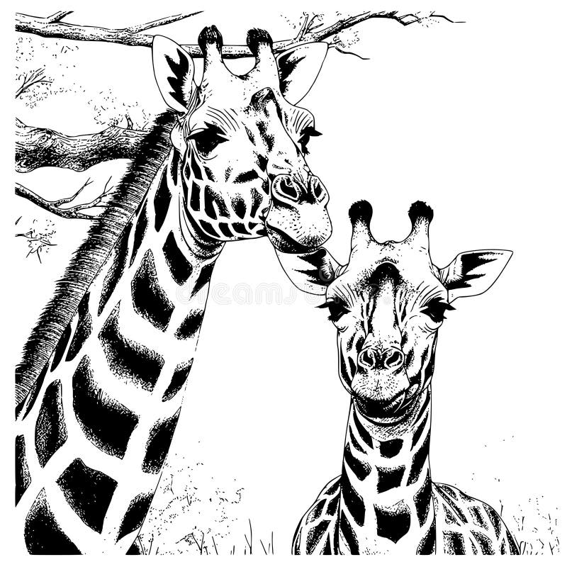 Giraffe and Zebra Coloring Pages for Kids Stock Illustration ...