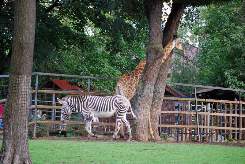 The Giraffe and Zebra Stand Under a Tree in Moscow Zoo. Stock Photo ...