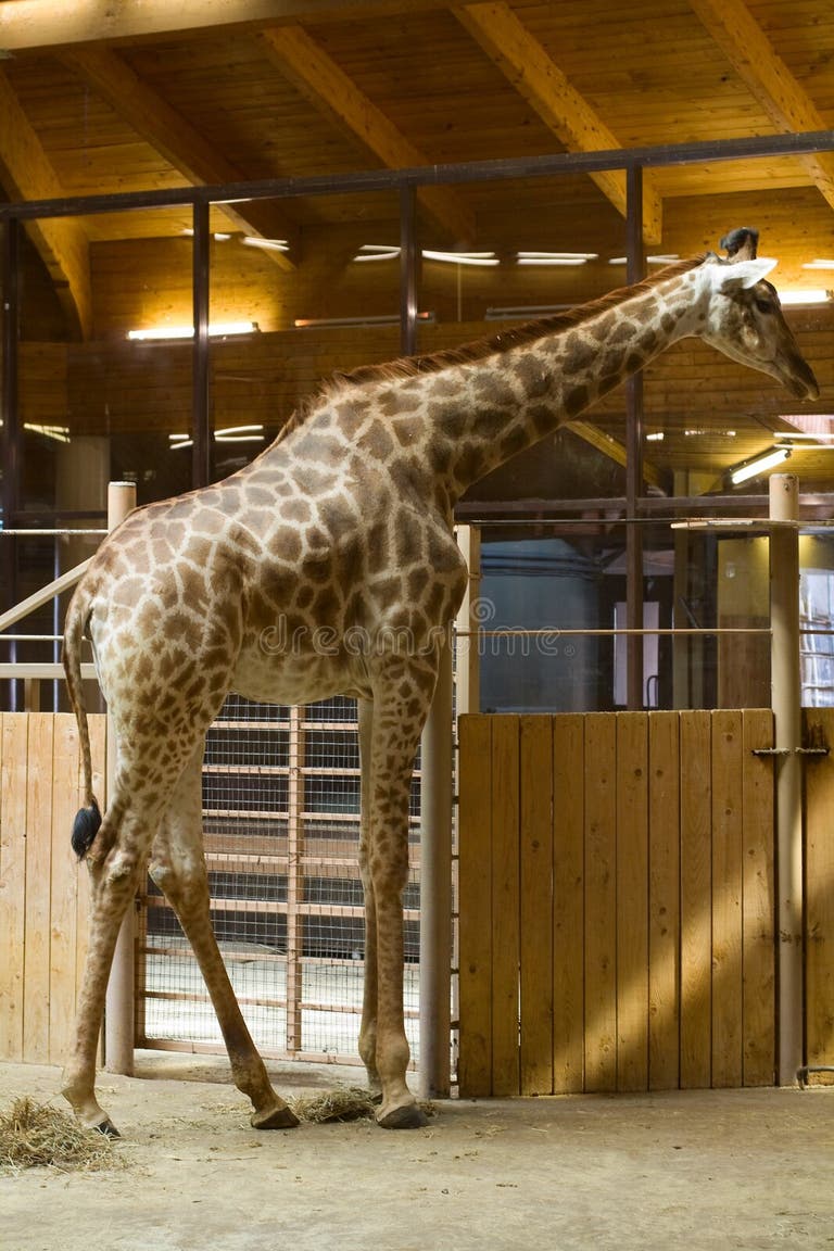 194 Vertical Giraffe Zoo Sky Stock Photos - Free & Royalty-Free Stock ...