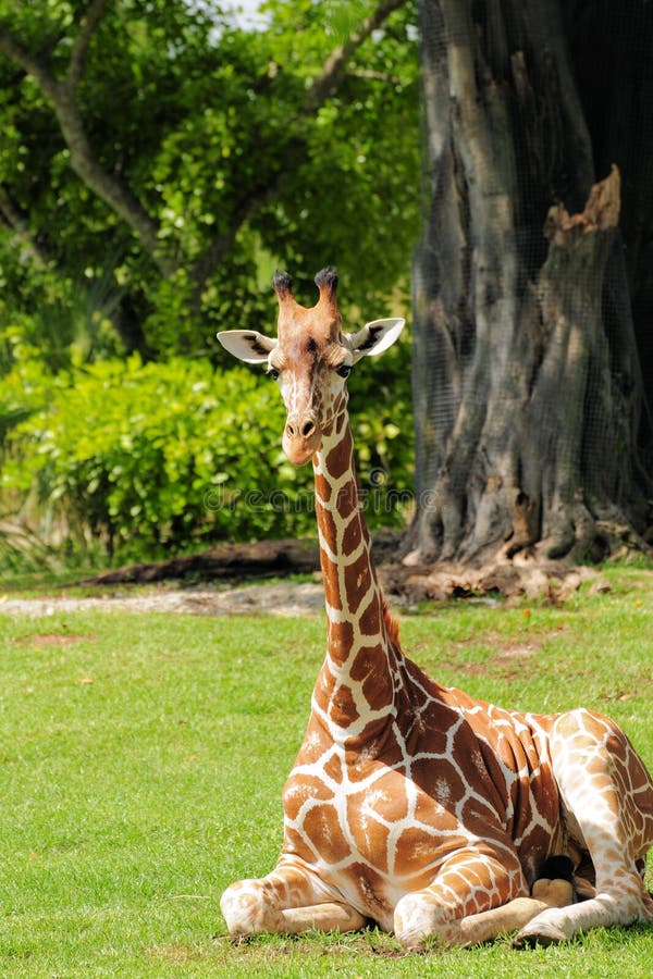 1,240 Sitting Giraffe Stock Photos - Free & Royalty-Free Stock Photos ...