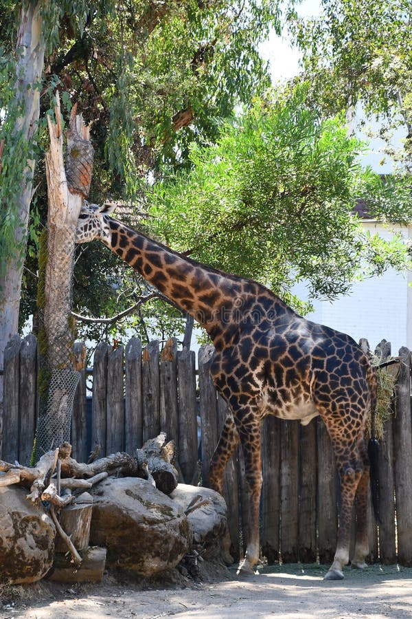 Giraffe in a Zoo stock image. Image of exotic, neck - 300211357