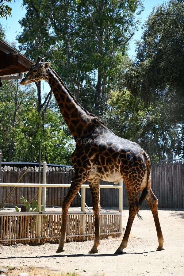 Giraffe in a Zoo stock image. Image of neck, exotic - 300211365