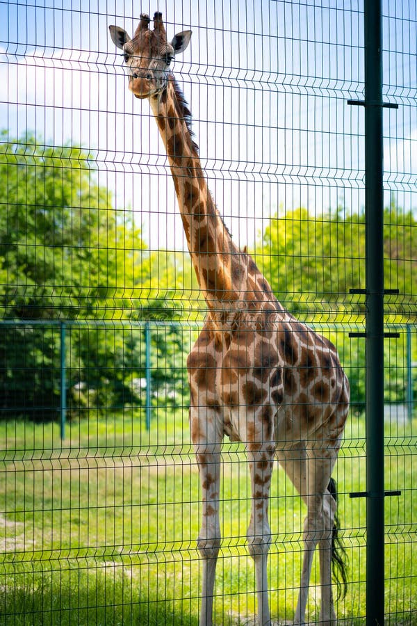 Giraffe at Zoo Behind Fence, Bars. Wild Animals in Captivity Stock ...