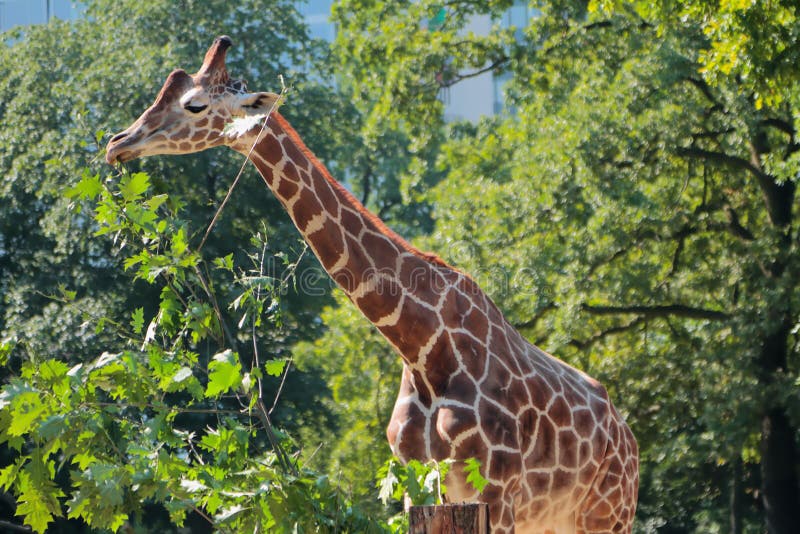 Giraffe in Zoo. Berlin, Germany Stock Image - Image of reticulated ...