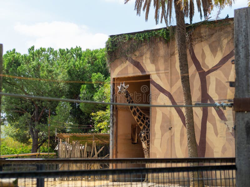 Giraffe in a zoo building stock image. Image of animal - 200541277