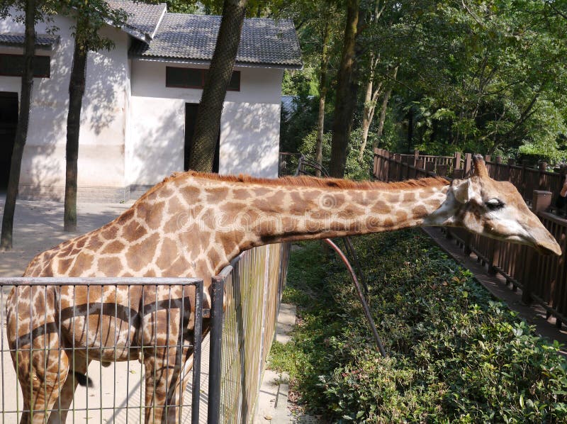 The giraffe in zoo stock image. Image of single, head - 72236231