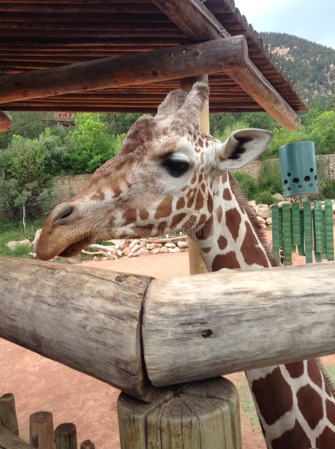 Giraffe stock photo. Image of spots, colorado, animals - 44546988