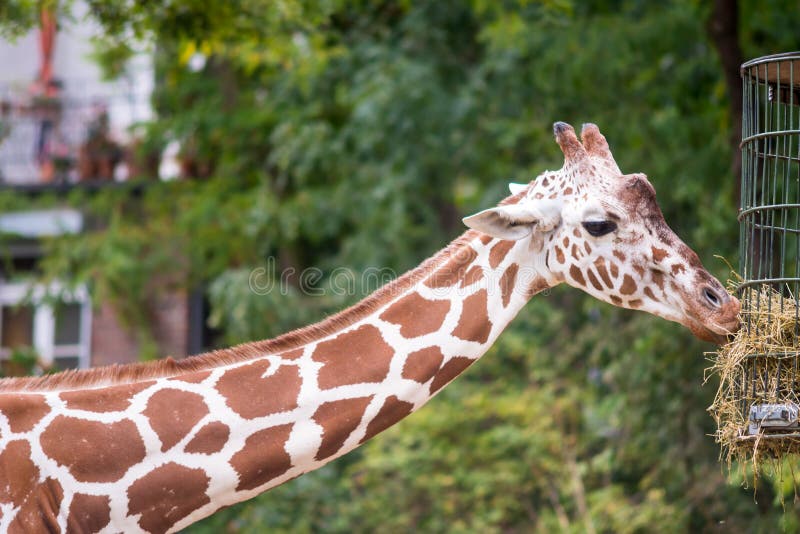 Giraffe in zoo, eating stock image. Image of cute, beautiful - 127773373