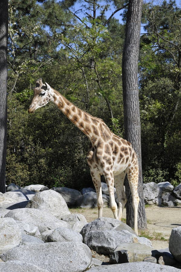 Giraffe in a Zoo Enclosure with Rocks Stock Image - Image of vegetation ...