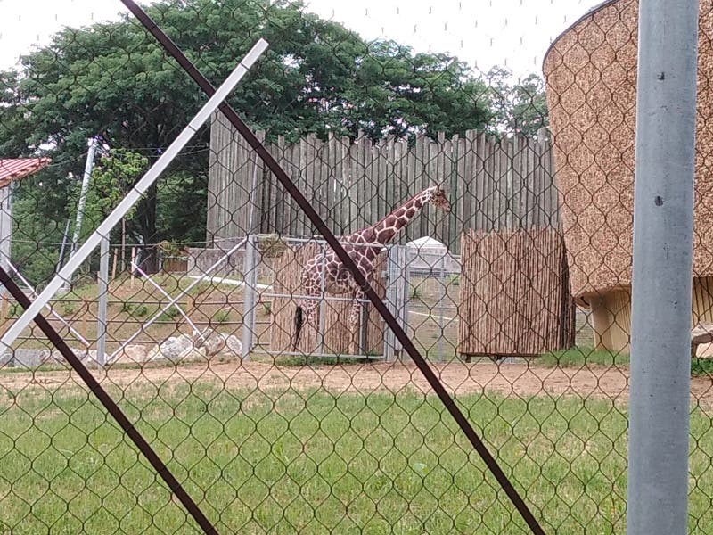 Giraffe Zoo Fun Wild Nature Stock Image - Image of nature, wild: 165393341