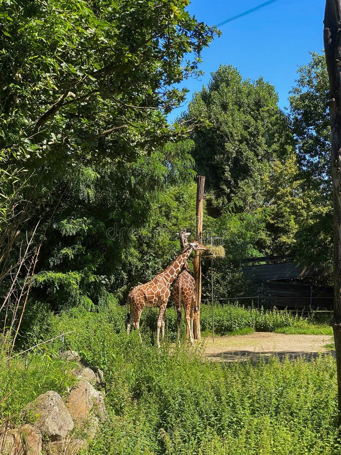 Giraffe in a Zoo in the Germany Stock Image - Image of woodland, grass ...