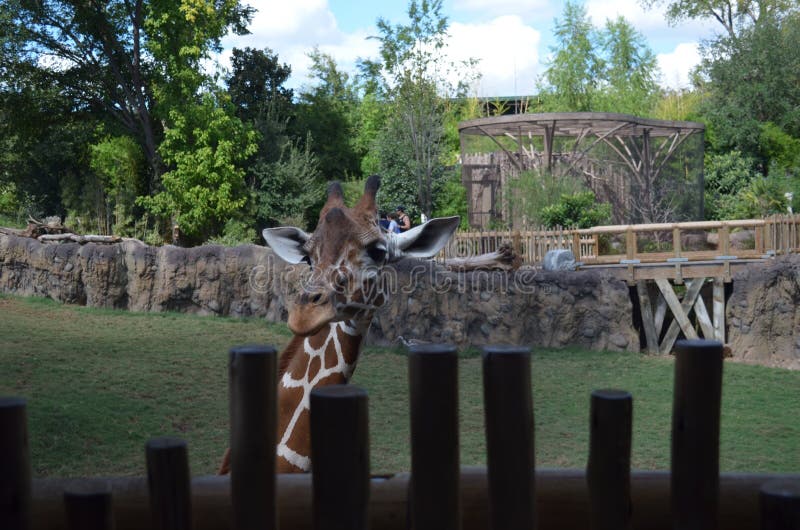 Giraffe at the Zoo Looking Over the Fence. Editorial Stock Image ...
