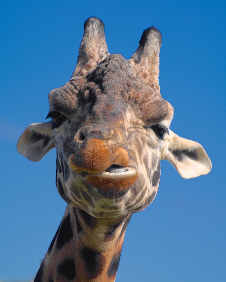 Quizzical Giraffe stock image. Image of conservation, neck - 5589815