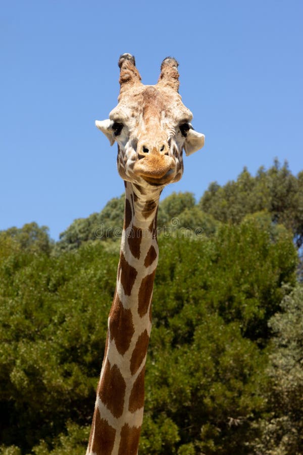 A giraffe in a zoo stock photo. Image of looking, skeptical - 239357106
