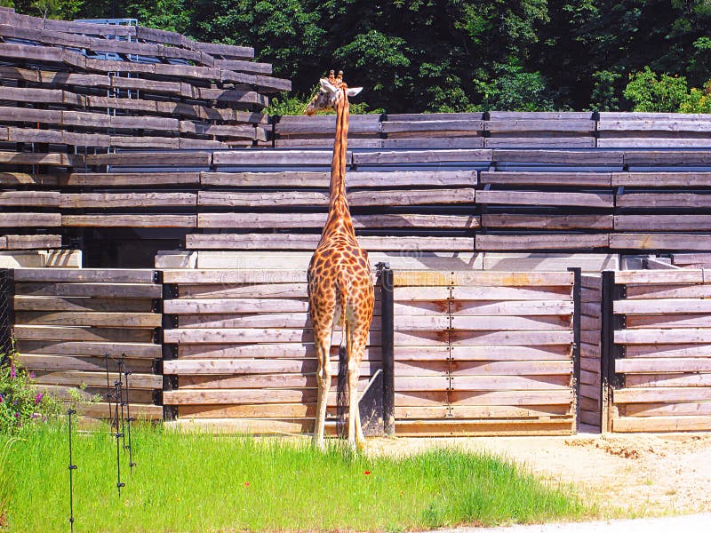 Giraffe in zoo editorial stock image. Image of mane - 237921954