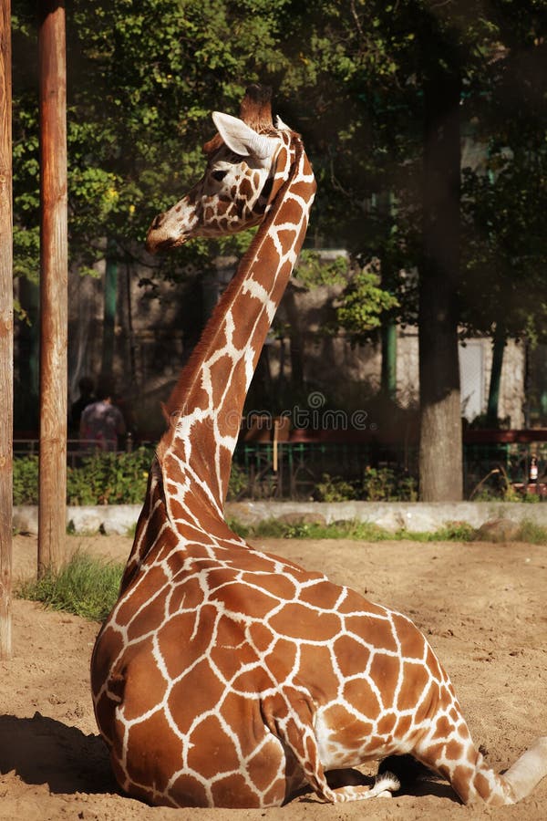 Giraffe Resting Stock Images - Download 563 Royalty Free Photos