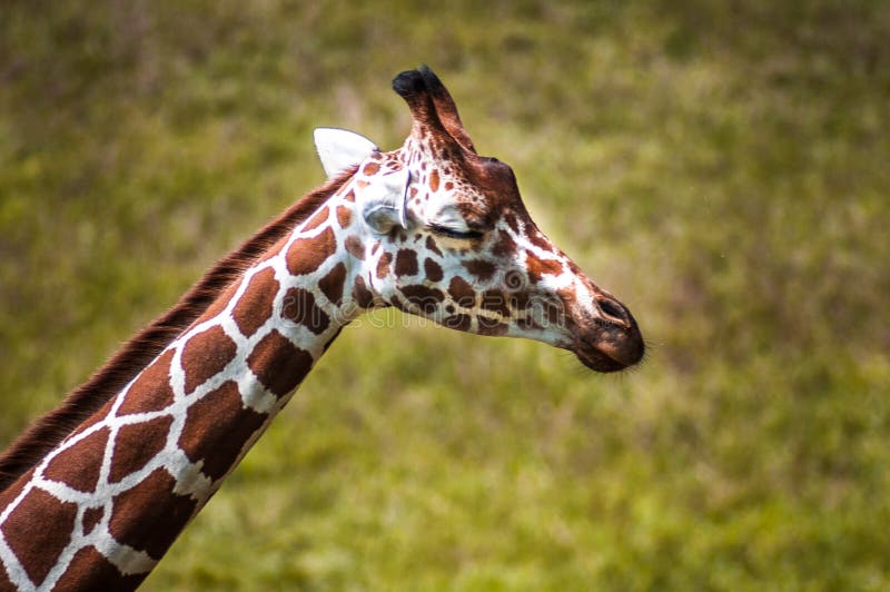 Sleepy Giraffe stock image. Image of portrait, horns - 100087889