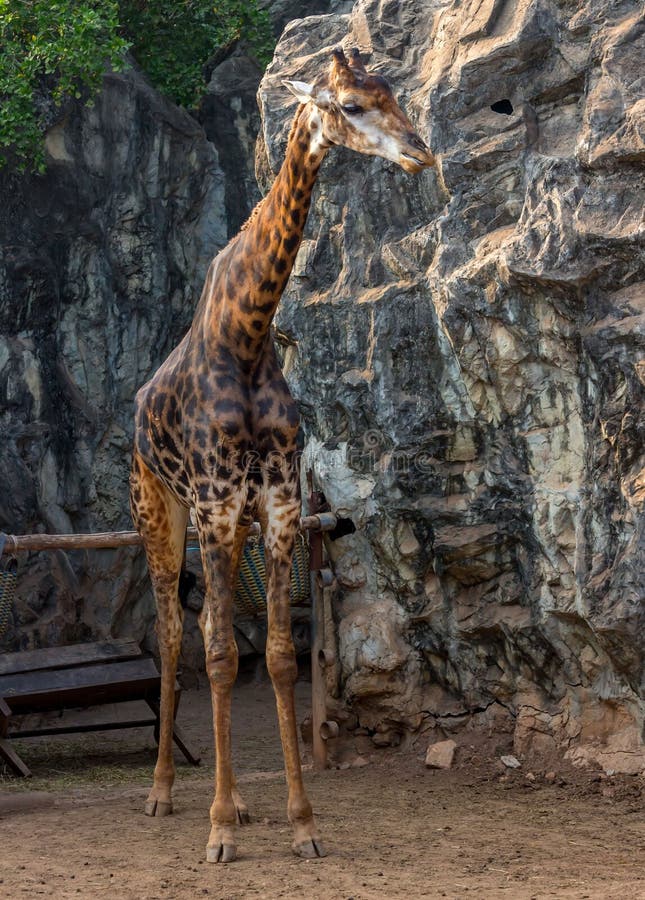 Giraffe Hug Stock Photos - Free & Royalty-Free Stock Photos from Dreamstime