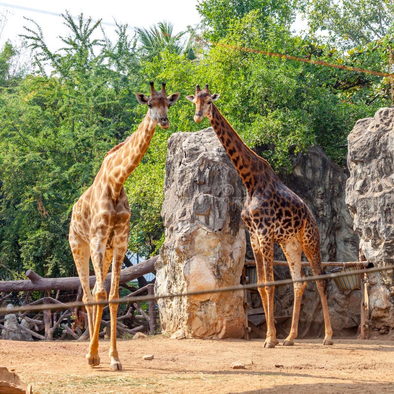 Giraffe Hug Stock Photos - Free & Royalty-Free Stock Photos from Dreamstime