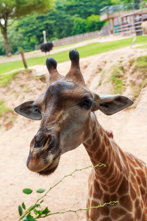 Giraffe in Zoo stock photo. Image of brown, safari, animal - 43582842