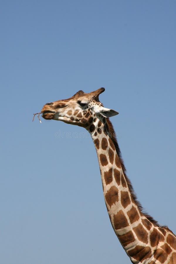 Giraffee Toothpick stock photo. Image of field, object - 3010068
