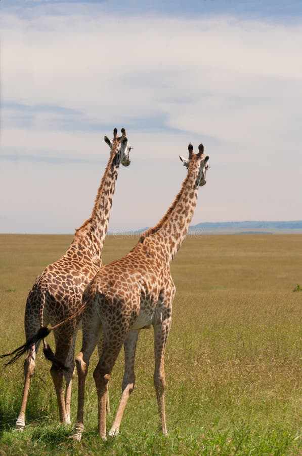 Two giraffes stock photo. Image of warm, tanzania, solar - 6128624