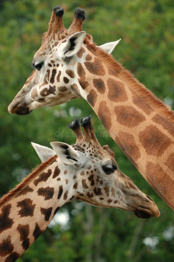 Giraffes stock image. Image of giraffes, togetherness - 3310527