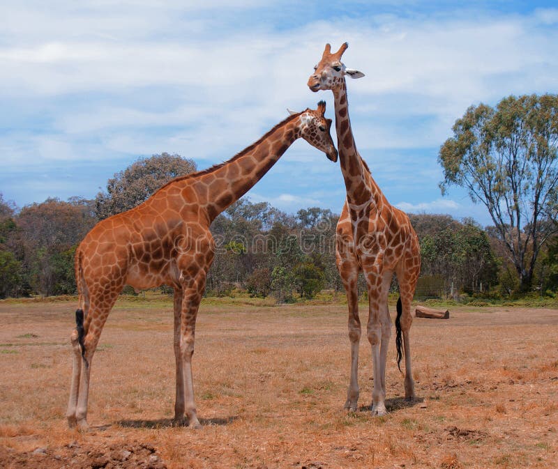 Giraffe Hug Stock Photos - Free & Royalty-Free Stock Photos from Dreamstime