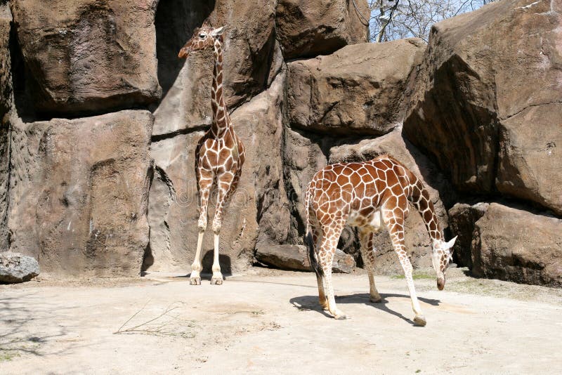 Giraffes stock image. Image of india, long, eating, nose - 8123607