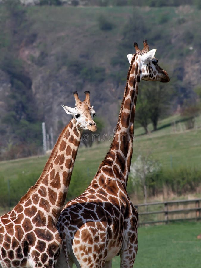 Giraffes stock photo. Image of giraffe, animals, giraffes - 9294396