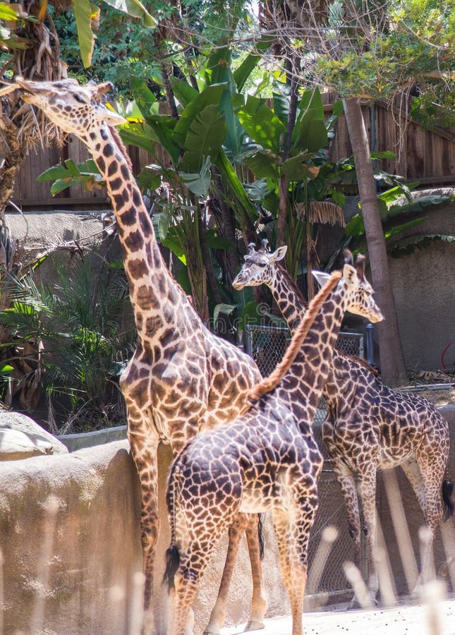 Giraffe foto de stock. Imagem de chifre, girafa, orelha - 6884278