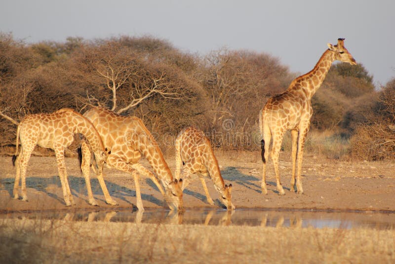 Giraffes - Africa S Golden Patterns Stock Photo - Image of gold, color ...