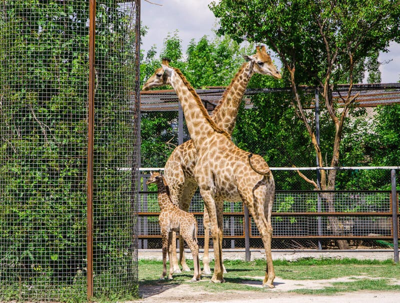 Mother Father Baby Giraffe Stock Photos - Free & Royalty-Free Stock ...