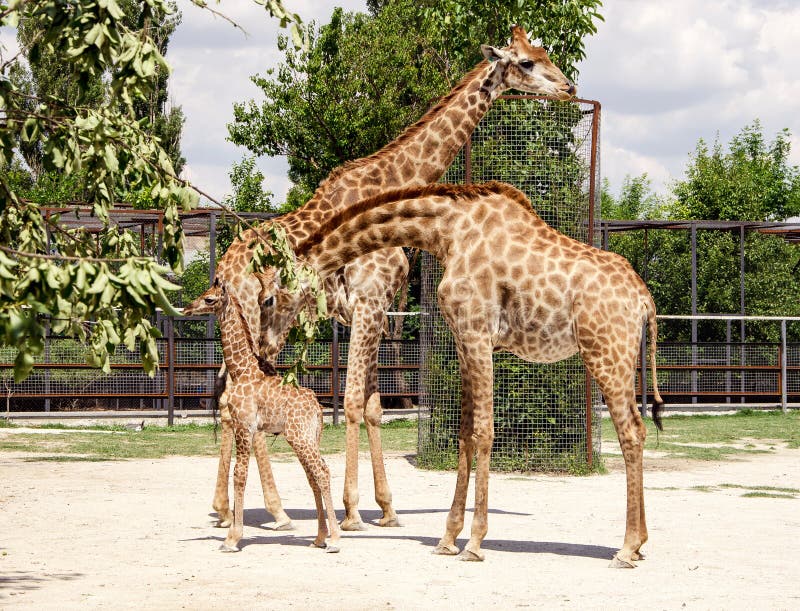 Giraffes and baby stock photo. Image of captivity, tree - 31480038