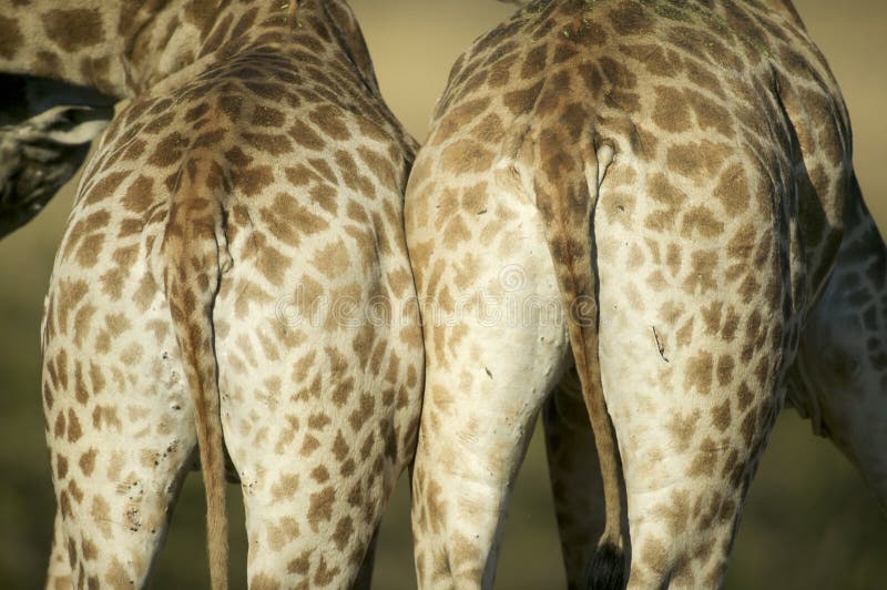 Giraffes from behind stock photo. Image of close, adult - 11151490