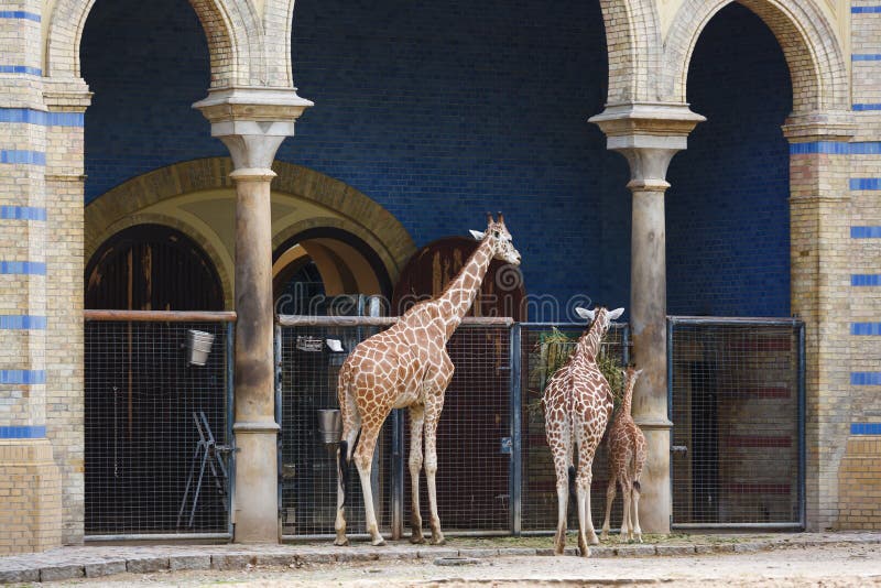 Giraffes in the Berlin Zoo stock image. Image of architecture - 52156857
