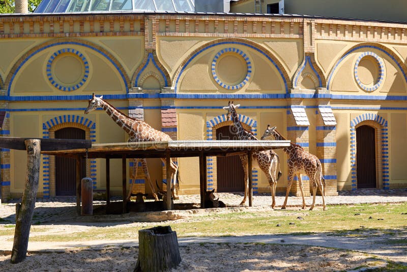Giraffes in Berlin Zoo editorial image. Image of decoration - 105027640