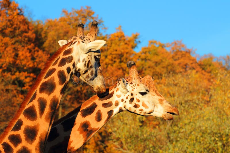 Giraffes couple stock photo. Image of blue, animal, chewing - 62415746