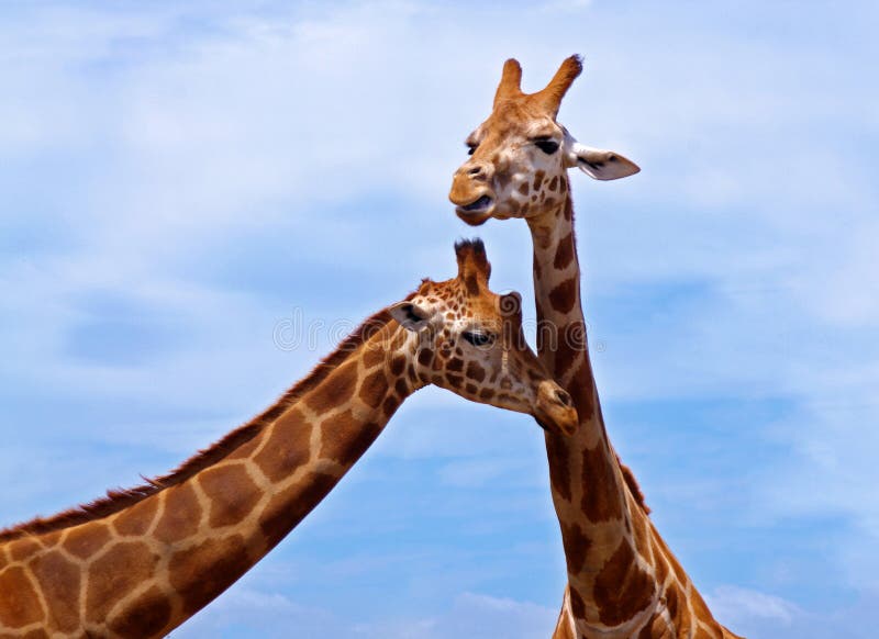 Giraffe Hug Stock Photos - Free & Royalty-Free Stock Photos from Dreamstime