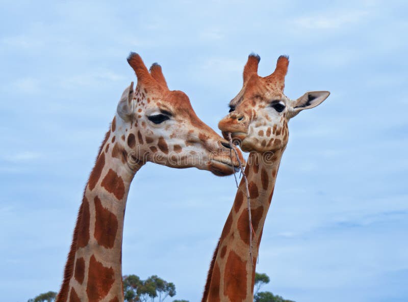 Giraffe Hug Stock Photos - Free & Royalty-Free Stock Photos from Dreamstime