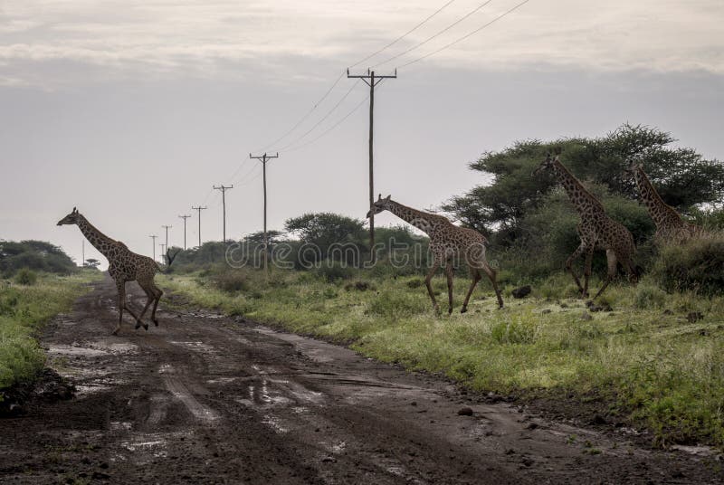 Giraffes in Cross in African Delta Stock Photo - Image of delta, mammal ...